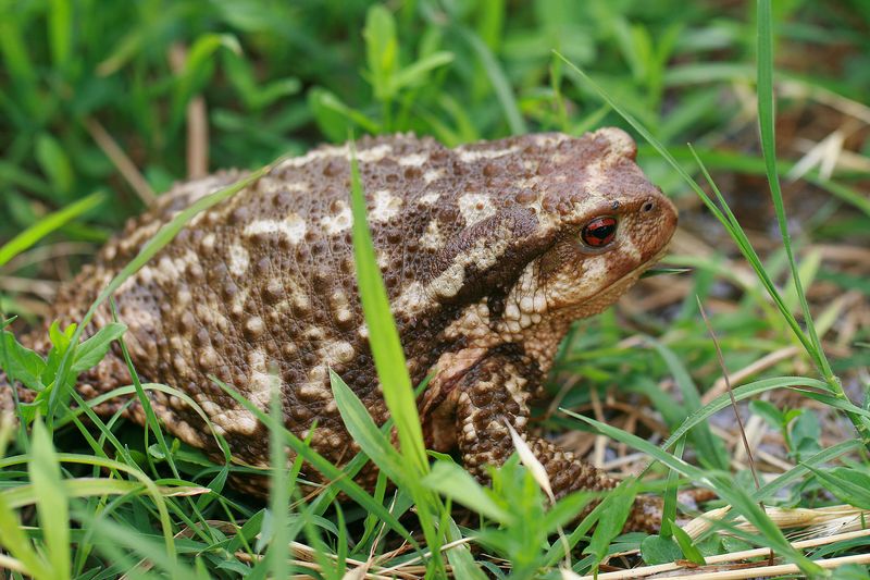 Larraga al natural: Sapo común